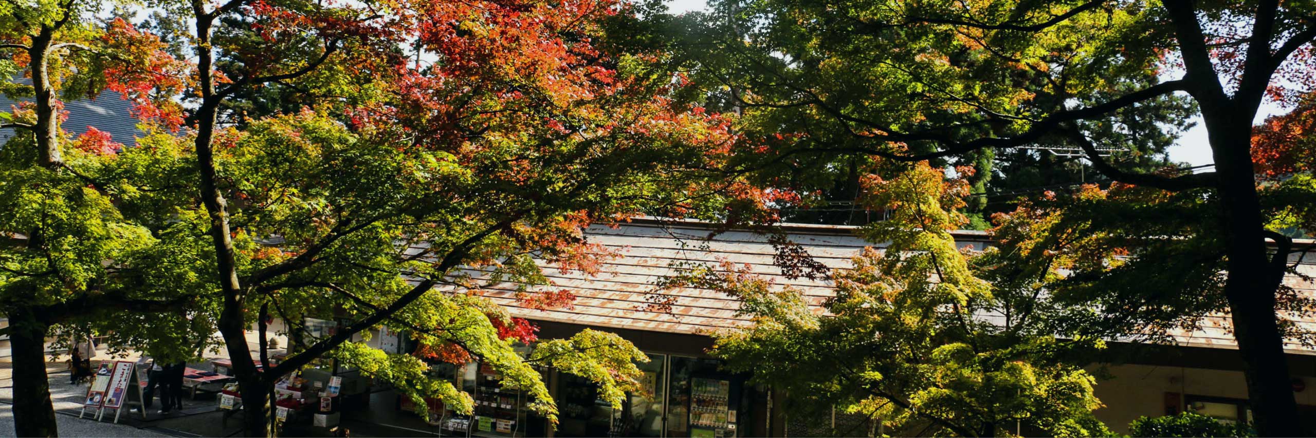 OSN - The Best Probiotics & Natural Vegan Whole Foods